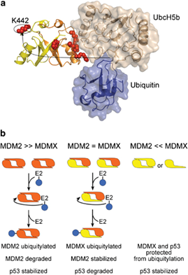 Image 3. Activity of MDM2-MDMX Ring Domain Heterodimer. (Linke, K ...