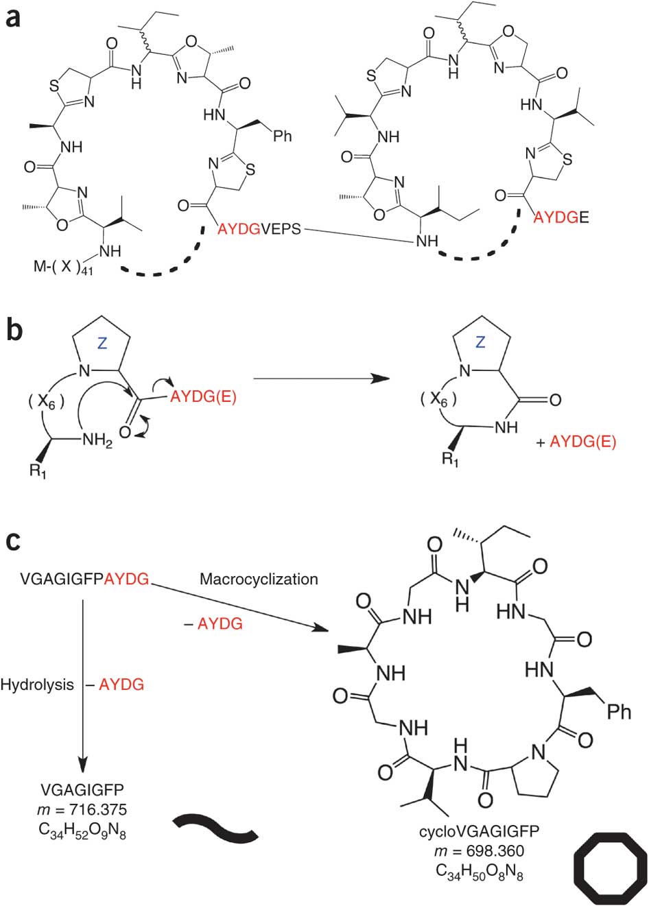 FIGURE 2: Proposed mechanism for macrocyclization. (J. Koehnke et. al ...